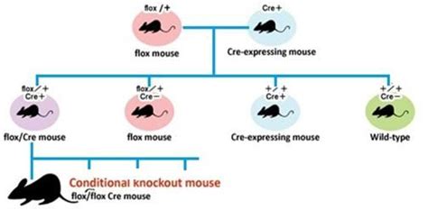 Conditional Knockout Mice Service Creative Animodel Knockout Mice