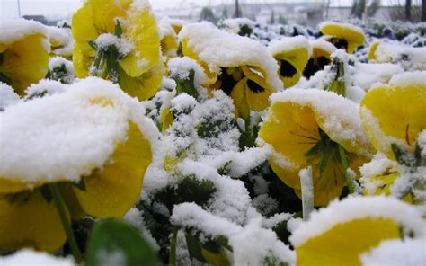 Snowflake Pansies Grass Pad