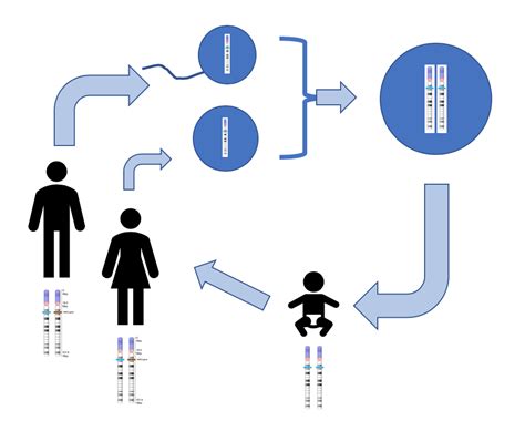 Fertilization Process Chromosomes Fertilization Process Chromosomes