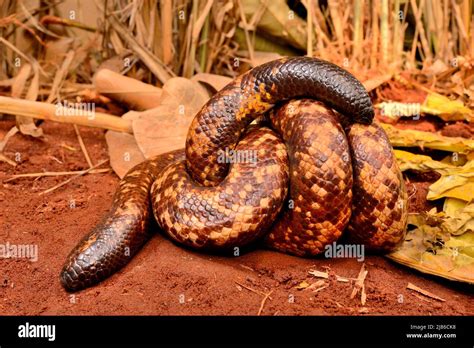 Calabar Ground Python African Burrowing Python Calabaria Reinhardtii Togo West Africa