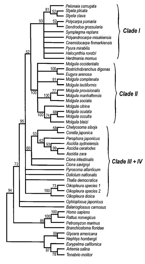 Majority Rule Consensus Of 100 Bootstrap Replicates Of Maximum Download Scientific Diagram
