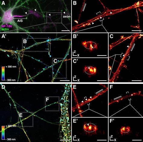 3d Storm Imaging Of Actin Reveals Intra Axonal Actin Bundles A And