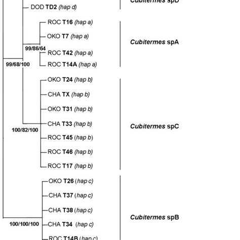 Bayesian Phylogenetic Tree Of Its2 Sequences Bayesian Tree Showing
