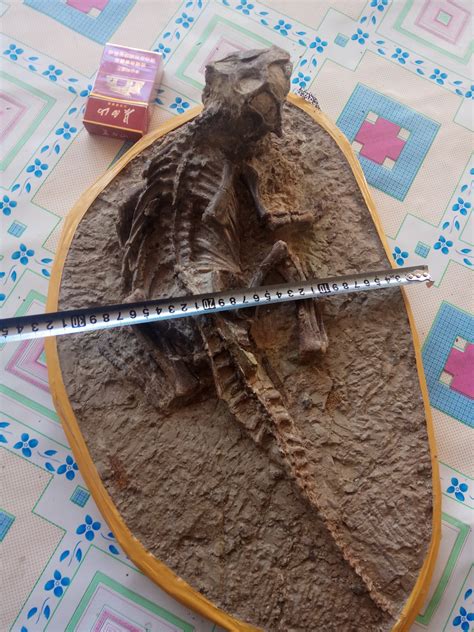 Psittacosaurus Is It Real How To Recognize Fossil Fabrications The
