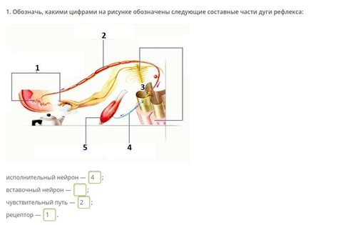 Обозначь какими цифрами на рисунке обозначены следующие составные