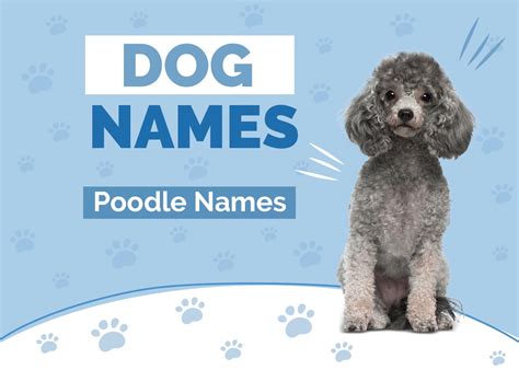 Black Miniature Poodle Names