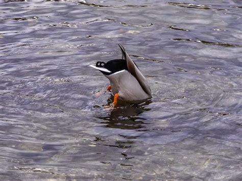 Ducks Feet The Astonishing Adaptations For Swimming And Foraging The