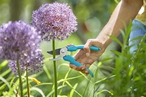 Pruning Tools Garden Center Advice
