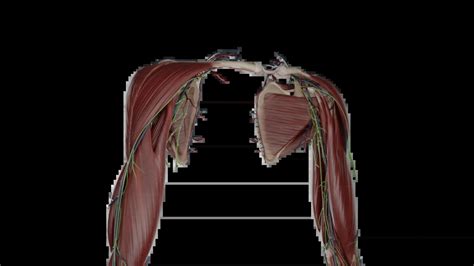 3d Anatomy Model Of Upper Limb Nerves Voka
