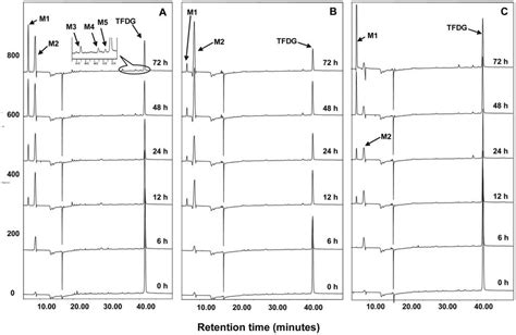 hplc ecd chromatograms of microbial metabolites of tfdg after