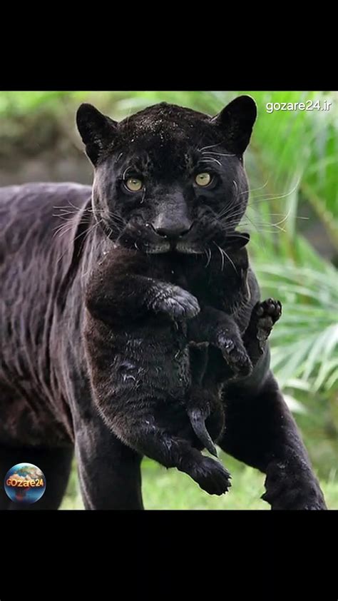 تصاویری جذاب از بچه حیوانات همراه مادران خود فیلم و عکس