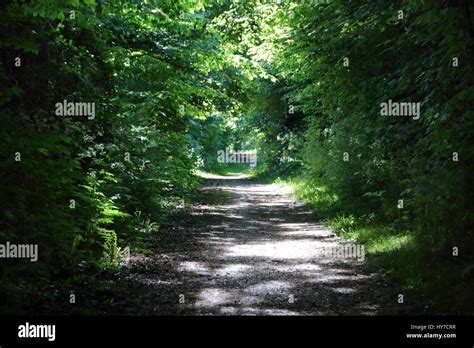 Empty Danish Forest Walking Path In Summer Afternoon Stock Photo Alamy
