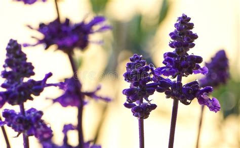Flores Despu S De La Lluvia Imagen De Archivo Imagen De Fresco Azul