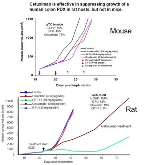 Rat Cancer Models Cro Preclinical Services