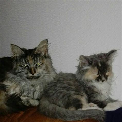 Eline Van Dijk Youtube