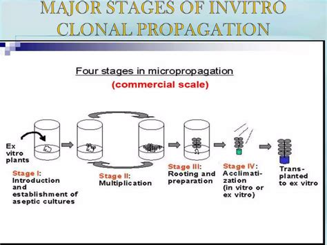 Clonal Propagation In Ornamental Plants Pptx Gardening Home And Garden