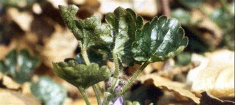 Glechoma Species Creeping Charlie Gill Over Ground Ground Ivy