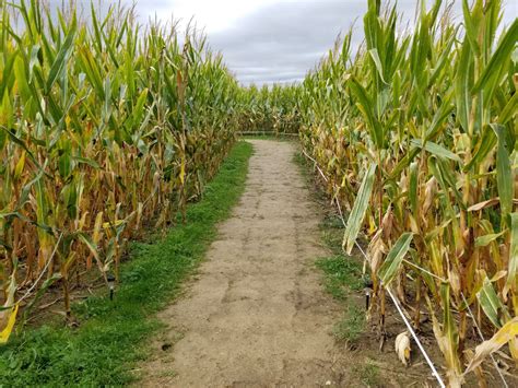 The Amazing History Of Corn Mazes Including Fun Facts You Never Knew Maize Adventure