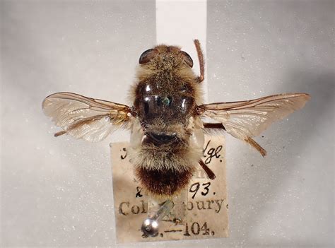 Hypoderma Lineatum