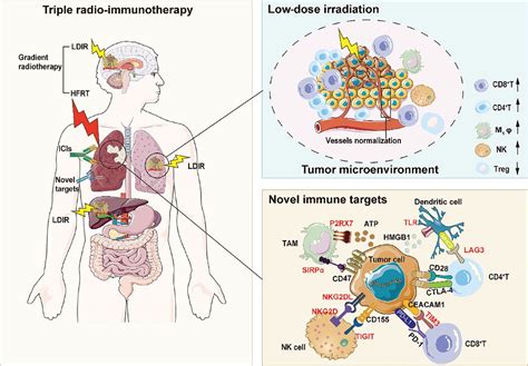 Using Triple Radio Immunotherapy To Overcome Cancer Immunotherapy Resistance Cancer Biology