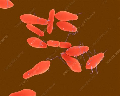 Clostridium Botulinum Bacterium Sem Stock Image C032 2634 Science Photo Library