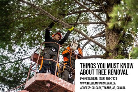 Things You Must Know About Tree Removal Tree Removal Calgary