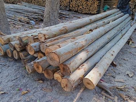 เสาไม้ยูคาสวยๆ หน้า 4 5 นิ้ว ไม้ยูคาอุบล ร้านไม้ดียูคา