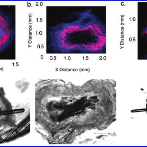 Synchrotron X Ray Fluorescence Microprobe µxrf Maps Of Fluorescence Download Scientific