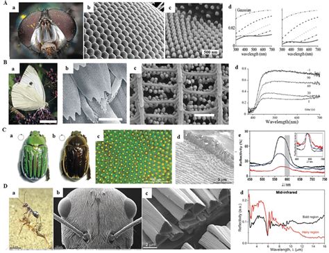 Schematic Diagram Showing The Process Of Biomimicry In The Light And