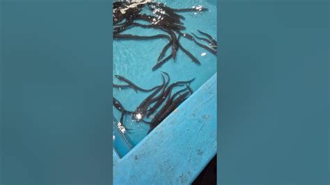 할아버지할머니가 어부이면 볼수있는 것 Youtube