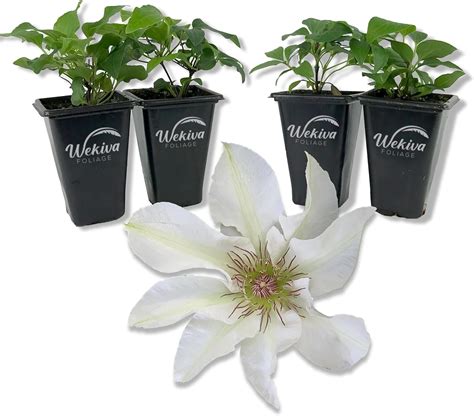 Clematis Kitty 4 Live Starter Plants In 2 Inch Growers Pots Starter