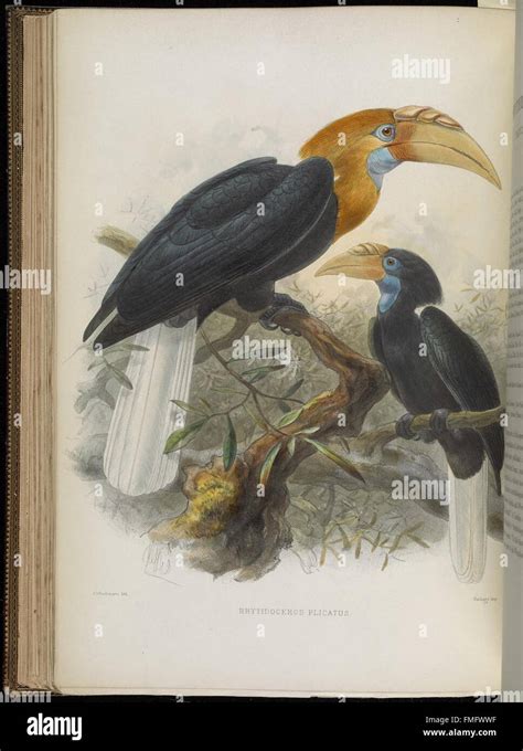 Plate Xxxvii From A Monograph Of The Bucerotidae Depicts Various