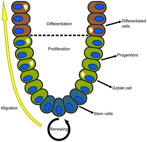 Each Crypt In The Mammalian Small Intestine Or Colon Is An