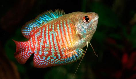 10 Best Freshwater Fish For Complete Beginners Care Guide Included