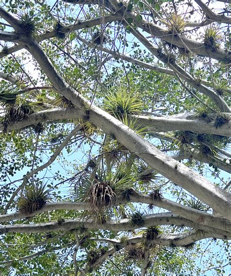 An Examination Of Epiphytes — Stump Plants · Wares · Community