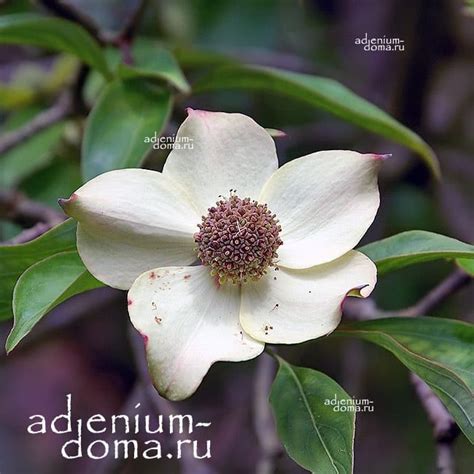 Cornus CAPITATA (Дерен, Кизил, Клубничное дерево): купить 2 семени c ...