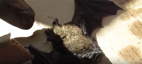 Do Bats Hibernate
