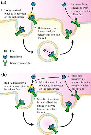 A Schematic Of The Tftfr Trafficking Pathway B The Proposed