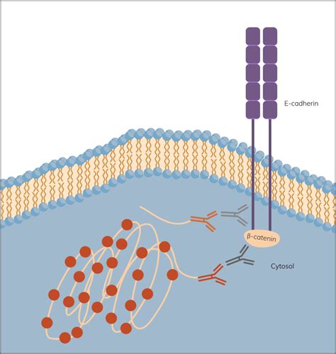 E Cadherin And β Catenin Interactions Navinci