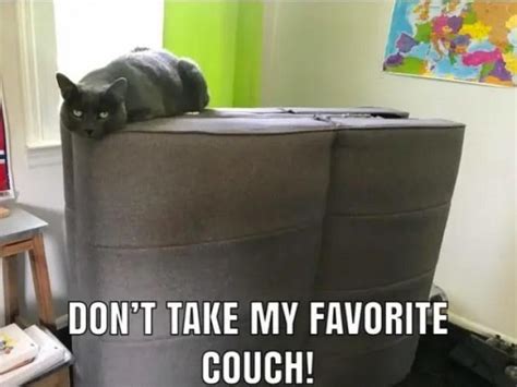 40 Funny Cat Memes From Around The Interwebs For A Better Day I Can