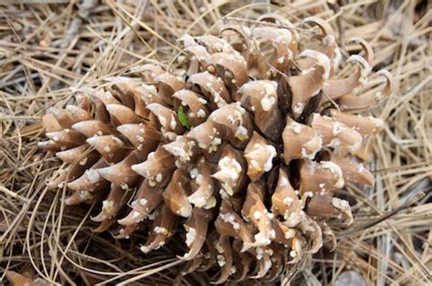 What Are The Brown Things That Fall From Trees My Heart Lives Here