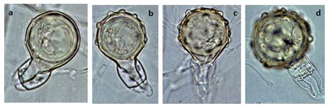 Phytophthora Timescambivora In Progress Abad Et Al 2023b Idphy