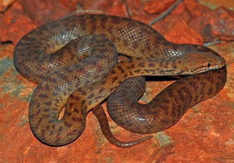 Pygmy Python Facts And Pictures