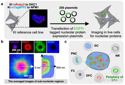 Nature 核仁的超微精细结构—非流动性蛋白urb1在核仁液 液相分离环境中的关键组织作用 知乎