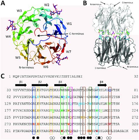 A Phl Monomer Chain A Overall Architecture With Individual Blades Download Scientific