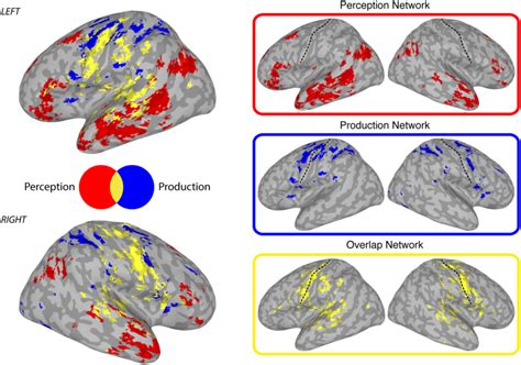 Coactivation Networks Regions In Red Depict A Perception Network