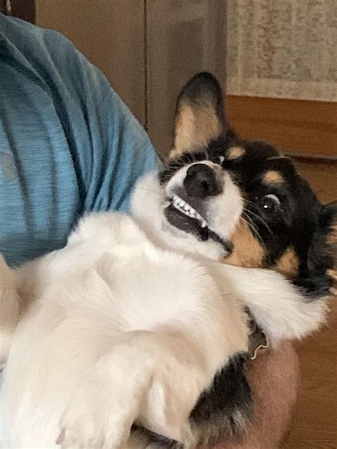 Passive Aggressive Smile Rrarepuppers