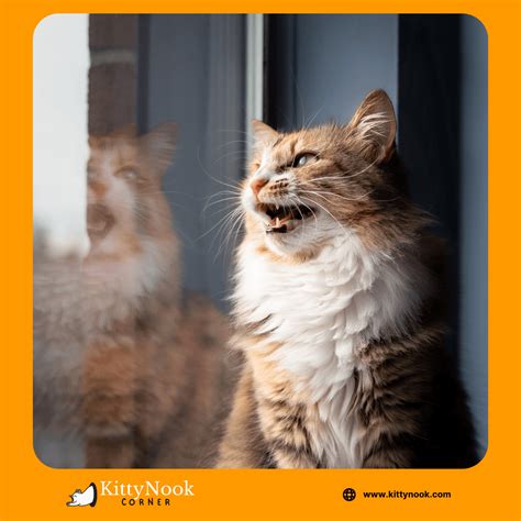 the purr fect symphony decoding the language of cat sounds kittynook cat company