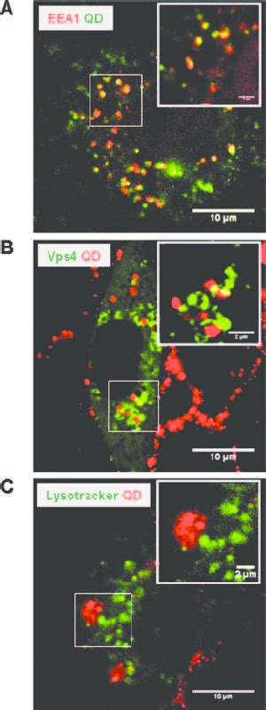 Cooh Qd Trafficking Route In Nih 3t3 Cells Cells Were Transfected With