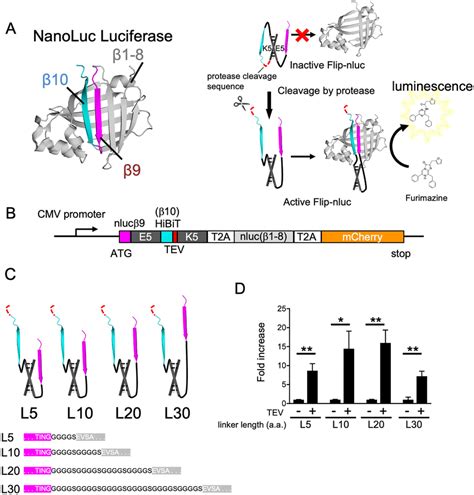 Development Of Nanoluc Luciferase Based Protease Indicator